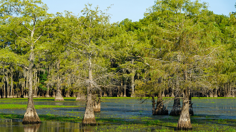 Louisiana - Timberpeg Timber Frame and Post & Beam Homes